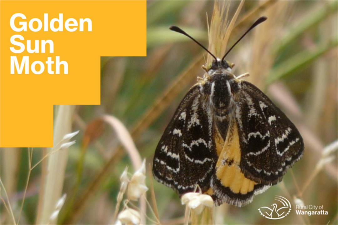 Protecting the critically endangered Golden Sun Moth Rural City of ...